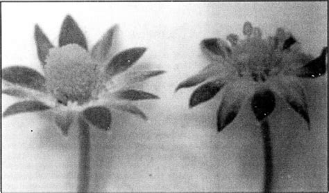 Polymorphisme Floral Entre Des Plants G1 De Fraisier Cv Elsanta