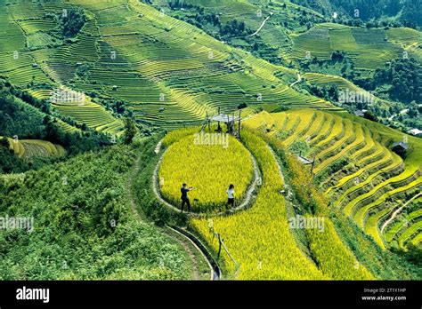 Overlooking The Amazing Rice Terraces Of Mu Cang Chai Yen Bai Vietnam