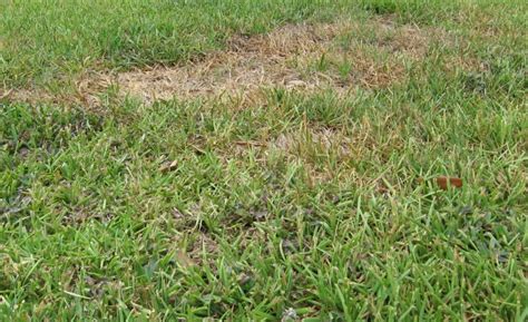 Brown Patch Fungus Central Florida