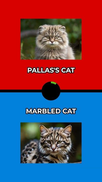 Would You Rather Chacoan Peccary Youtube