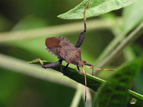 A Helmeted Squash Bug Straddles A Leaf And A Branch Thank You Mean And Pinchy