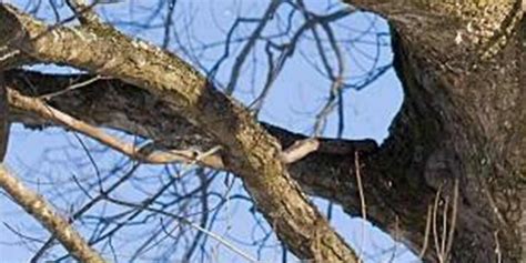 Can You Save A Dying Tree In Navarre FL