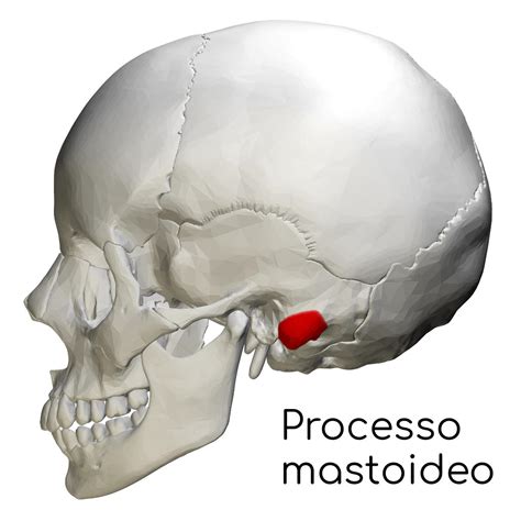 Processo Mastoide E Estiloide Librain