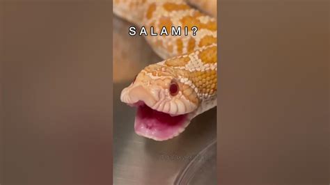 𝔻𝕀𝔻 𝕊𝕆𝕄𝔼𝔹𝕆𝔻𝕐 𝕊𝔸𝕐 𝕊𝔸𝕃𝔸𝕄𝕀 Salami Meme Funny Youtube