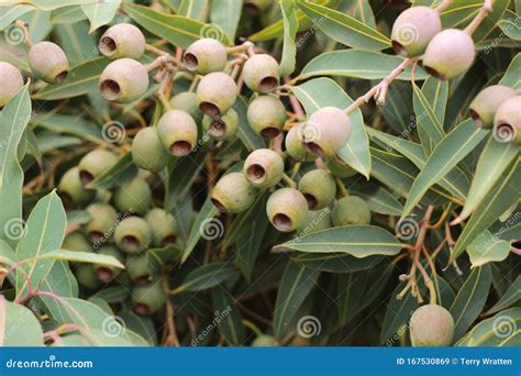 Large Gumnuts Of The Redgum Corymbia Ficifolia Stock Photography CartoonDealer Com
