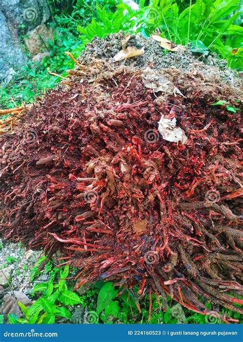 The Roots Of The Wind Blown Tree Stock Image CartoonDealer Com 198356407