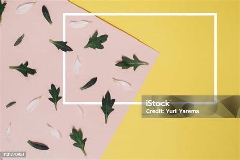 화이트 프레임과 파스텔 핑크와 밝은 노란색 배경에 흰색 꽃잎과 녹색 잎으로 만든 창조적 인 패턴 미니 멀 컨셉 탑 뷰 플랫 레이 0명에 대한 스톡 사진 및 기타 이미지