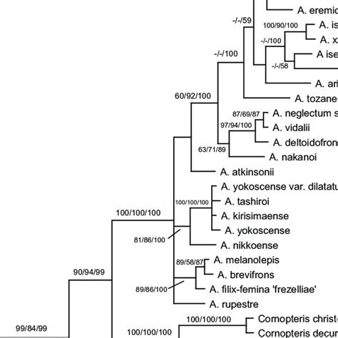 Phylogenetic Tree Based On The Rbcl Dataset Using A Bayesian Analysis