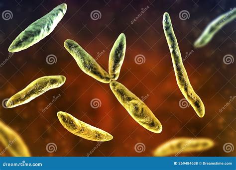 Leptomeningitis Stock Illustrations 12 Leptomeningitis Stock