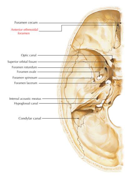 Anterior Ethmoidal Foramen Earths Lab