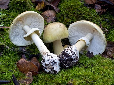 Amanita Phalloides Spore Print