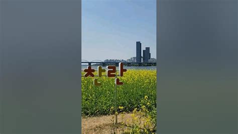 서울 서래섬 유채꽃축제 노란색 유채꽃 한가득~~~ Youtube
