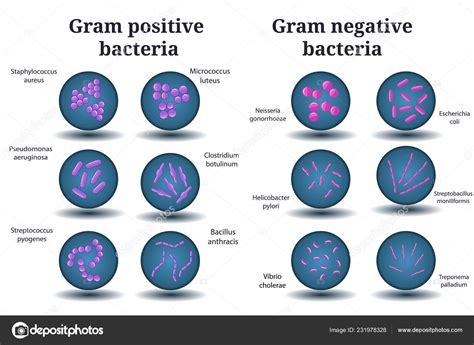 Gram Negative Bacteria Ph