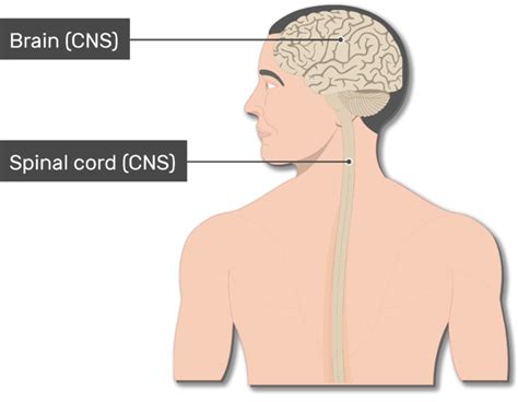 Central Nervous System Diagram Labeled