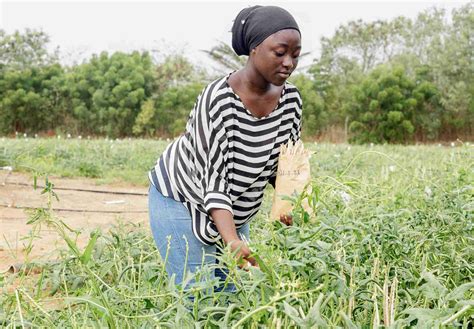 WACCI Cowpea Project Women In Agriculture OMSPROJECTS