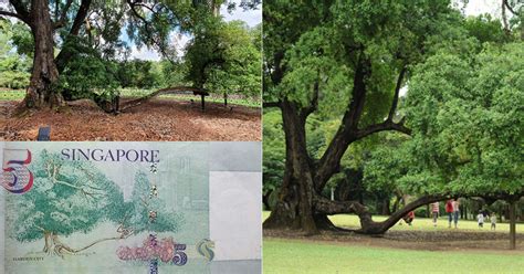 people impressed 200 year old tembusu tree seen on s 5 note still