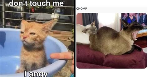 Rebellious Cat Memes That Will Bring Out The Feisty Anarchist In All Of