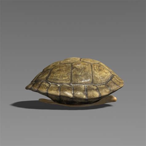 Mustafa Vangöl 3d Turtle Model Animated