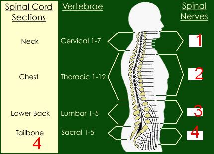 Spinal Cord Flashcards Quizlet