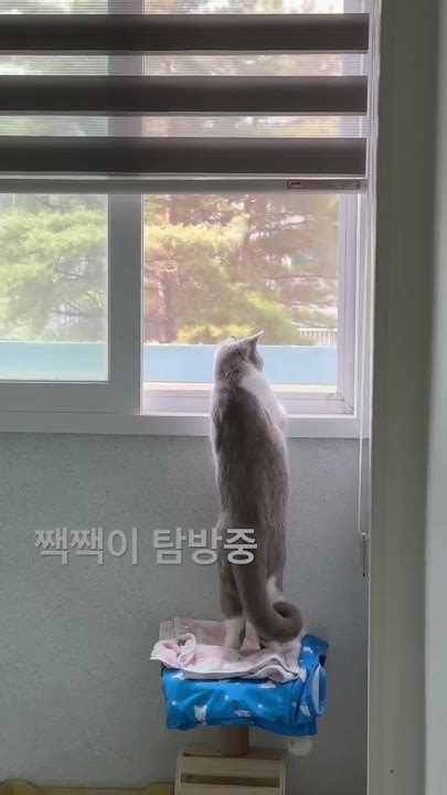 Shorts 고양이일상 고양이 떼껄룩 브리티시쇼트헤어 집사vlog Youtube