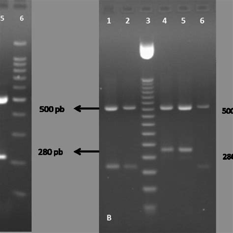 Map Showing The Distribution Of Cryptococcus Molecular Types Identi Download Scientific Diagram