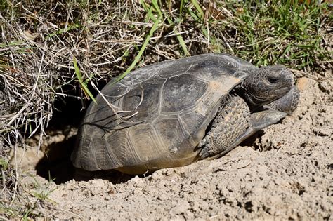 Gopher Turtle In The Wild Free Stock Photo Public Domain Pictures