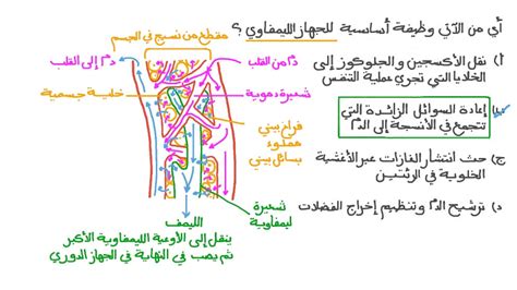 فيديو السؤال تذكر وظيفة الجهاز الليمفاوي نجوى