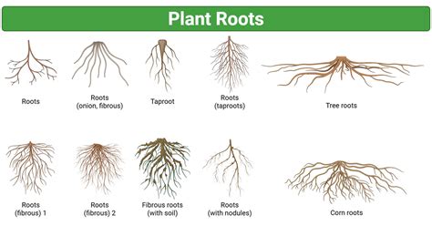 Plant Roots Structure Types Essential Functions