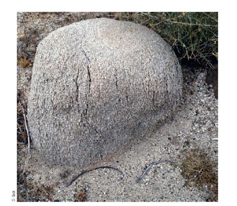 Figure 12 9 Weathering Of This Intrusive Igneous Boulder Is Causing Granular Disintegration As