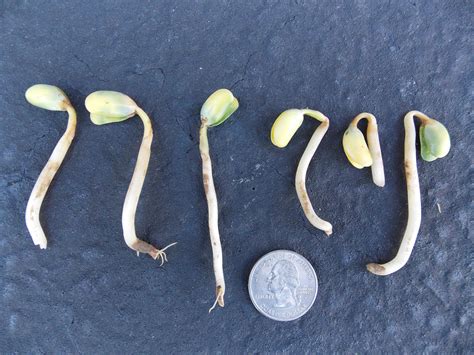 Pythium Problems Showing Up In Ohio Ohio Ag Net Ohio S Country Journal