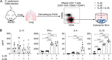 Il 25 And Il 33 Preferentially Induce An Increase Of Download