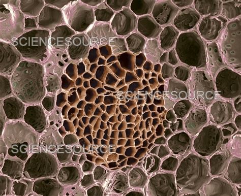 Xylem And Phloem Plant Tissue SEM Stock Image Science Source Images