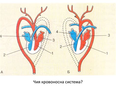 Порівняння будови кровоносної системи хребетних тварин Практична робота №4 презентация онлайн