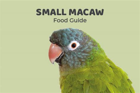 Small Macaw Feeding Guide Northern Parrots