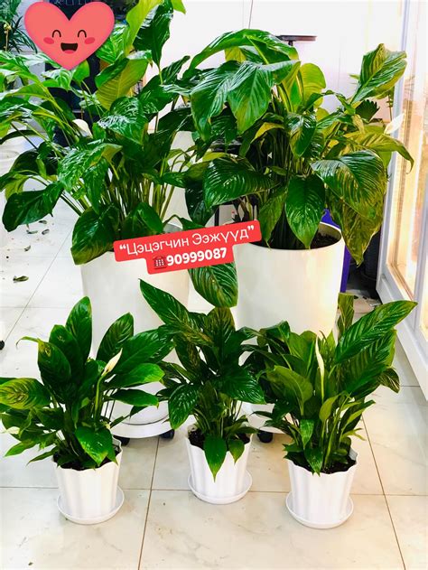 Цэцэгчин Ээжүүд таримал цэцгийн дэлгүүр Цэцэгт мэндчилгээ Цэцэг хүргэлт БАЯРЛАЛААА