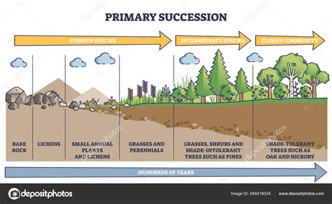 Primary Succession And Ecological Growth Process Stages Outline Diagram