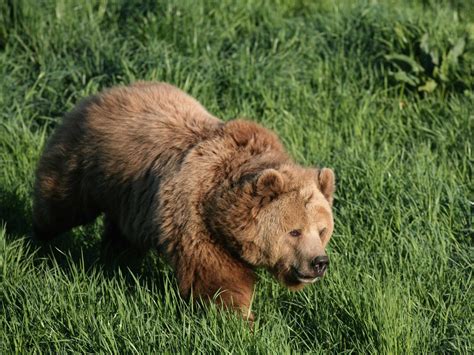 The Coming Bear Market In Bonds Business Insider