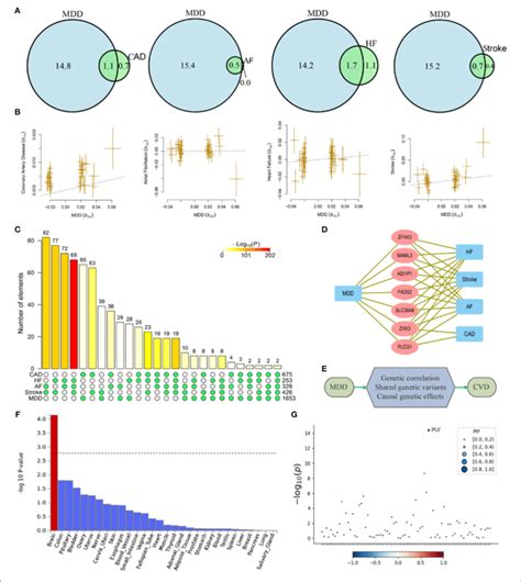 Shared Causal Variants And Causal Effects Between Mdd And Cvd Mdd Download Scientific