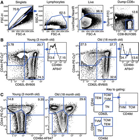 Gating Strategy Used To Define Tn Tvm Tcm And Tem Cd8 T Cell Subsets Download Scientific