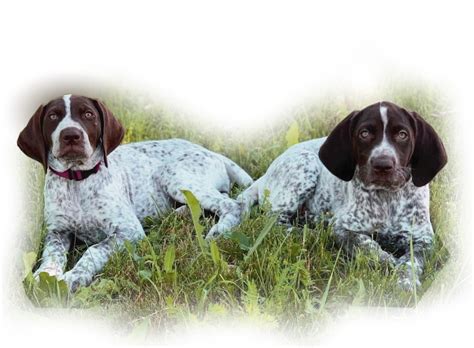 Breed Info Sevenstars German Shorthaired Pointer