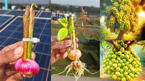 How To Grow Guava Tree From Cutting WITH MANGO Smart Way To Grow Guava Tree Cutting