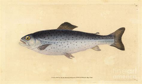 Brown Trout Salmo Trutta Sewen Salmo Cambricus Drawing By Edward