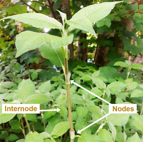 Part 2 Botanical Terminology Olcreate