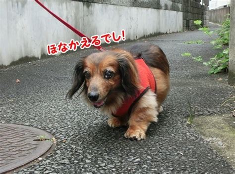 めいちゃんのあしあと