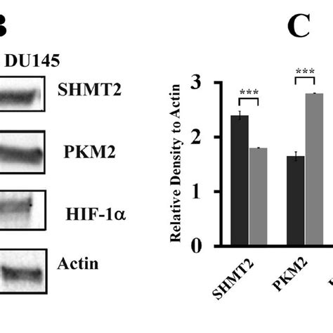 Sequences And Positions Of Putative Stat3 Binding Elements On The Sequences And Positions Of Putative Stat3 Binding Elements On The