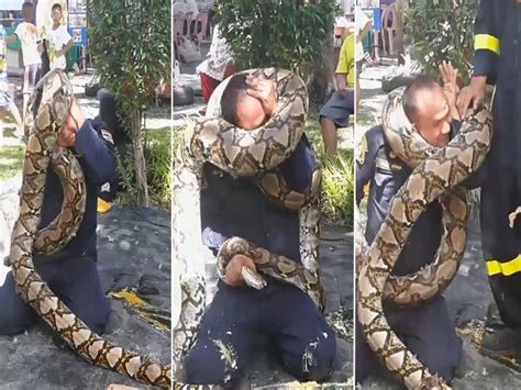 Python Wraps Itself Around Fireman In Safety Demo