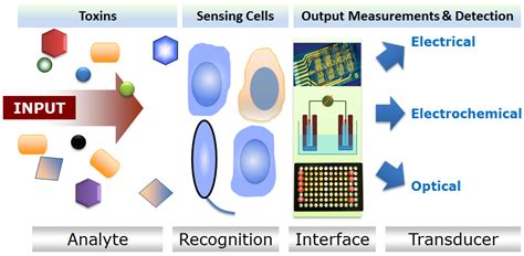Biotoxin Detection Using Cell Based Sensors