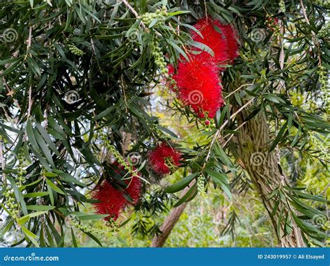 Beautiful Red Drooping Flowers Of A Weeping Bottlebrush Tree Stock Image Image Of Creek