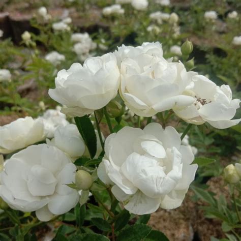 Jual Bunga Mawar Rambat Beby Mangkok Putih Shopee Indonesia