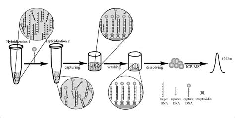 Schematic Diagram Of The Assay To Detect Dna Based On Oligonucleotides